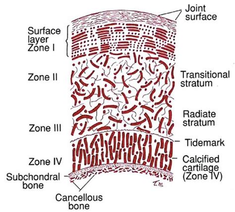 Synovial Fluid Flashcards Quizlet