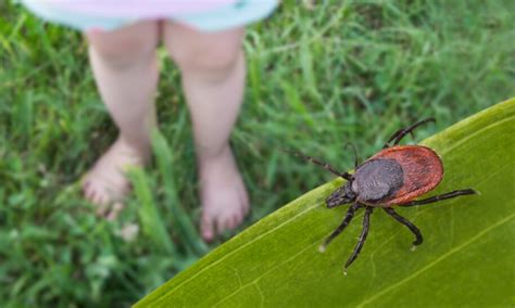Protect Yourself From Ticks And Tick Borne Diseases When Outdoors