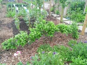 Stepover Apple Tree Update Spring 2024 Edition Orchard Notes