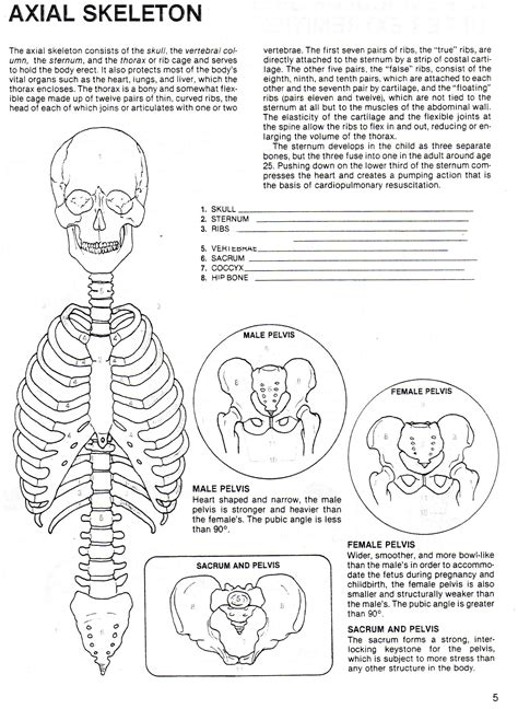 Axial Skeleton Anatomy Worksheet Anatomy Worksheets