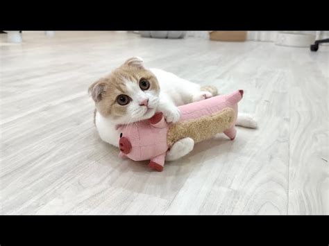 子猫に初めての友達を連れてきたら出会って3秒でこうなりました もちまる日記｜youtubeランキング