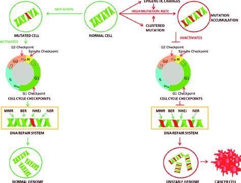 Schematic Illustration Of Relationship Between Mutations Dna Repair Download Scientific