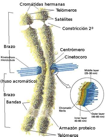 Ciclo Celular