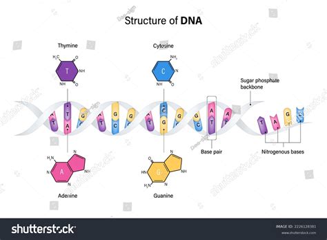 Structure Dna Deoxyribonucleic Acids Nitrogenous Base Stock Vector