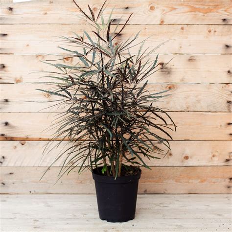 False Aralia Cats