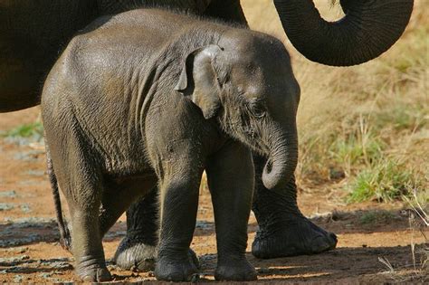 The Sri Lankan Elephant Elephas Maximus Maximus Is One Of Three