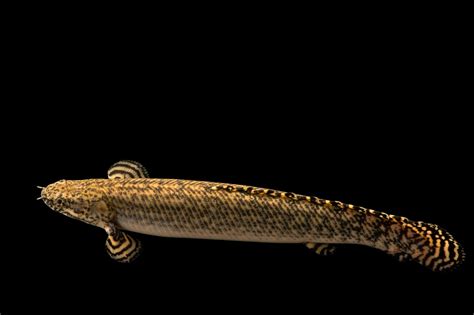 Polypterus Ornatipinnis A Stunning Aquarium Species