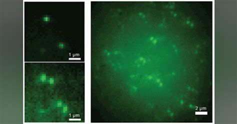 Double Helix Psf Enables Superresolution 3 D Imaging Laser Focus World
