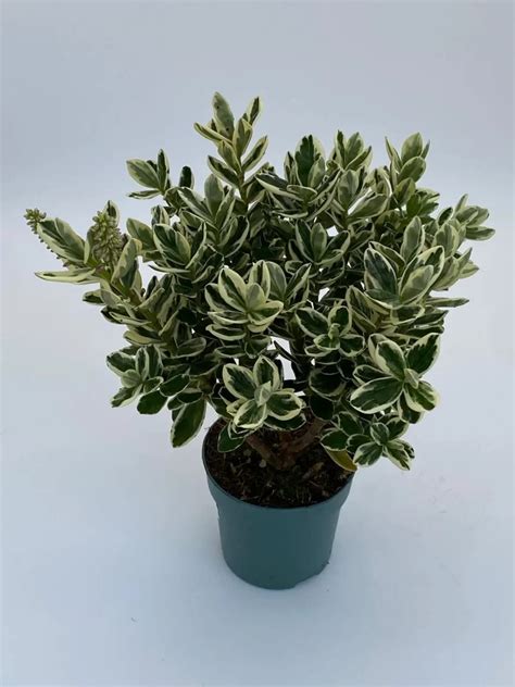 Hebe Veronica Vivaio Bonacci