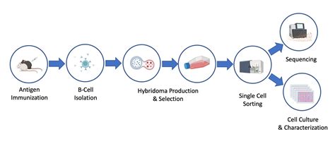 Antibody Development TrueBinding