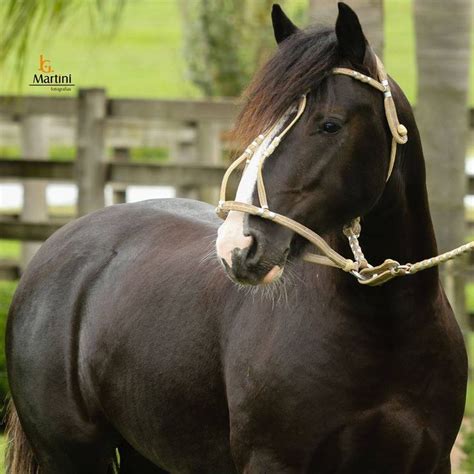 Criollo Horse A Beautiful And Sturdy Breed