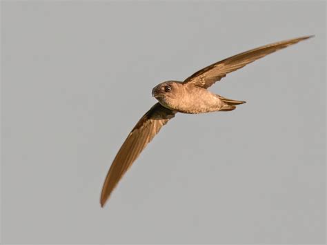 Edible Nest Swiftlet Naturerules1 Wiki Fandom