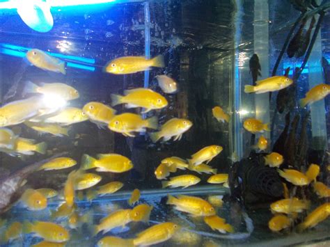 Ikan Hias Berkualitas Jual Ikan Hias Tawar