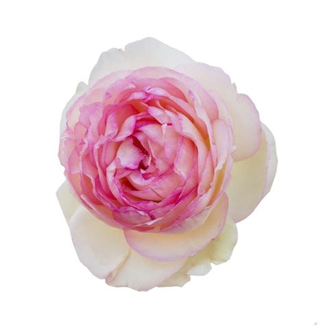 Rosa Pion Isoliert Bilder Kostenloser Download Auf Freepik