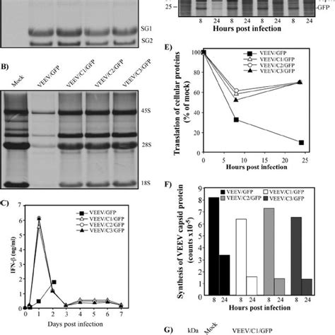 Analysis Of Veev Sinv And Vsv Replication In The Cells Carrying Veev