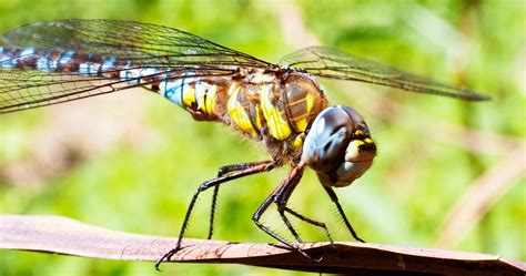 Libellules Macro La Nature Photo Gratuite Sur Pixabay Pixabay