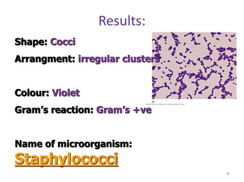 Gram Staining Miceobiology Student Ppt