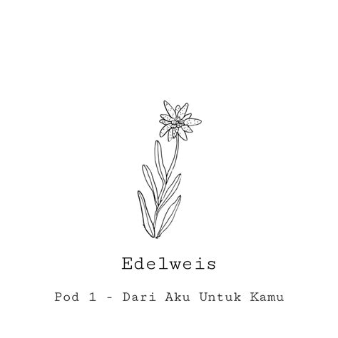 Detail Sketsa Gambar Bunga Edelweis Koleksi Nomer 7