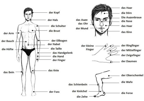 Части тела человека на немецком языке словарь Deutsch Online