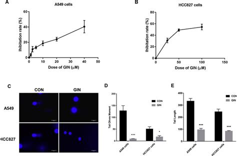 Effect Of Ginsenoside Rg3 On Dna Maintaining And Cell Proliferation