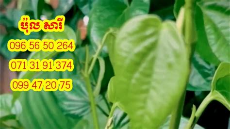 ស្លឹកម្លូ ព្យាបាលស្រវាំងភ្នែក ឈឺភ្នែក ព្រិលភ្នែកជាដើម Youtube