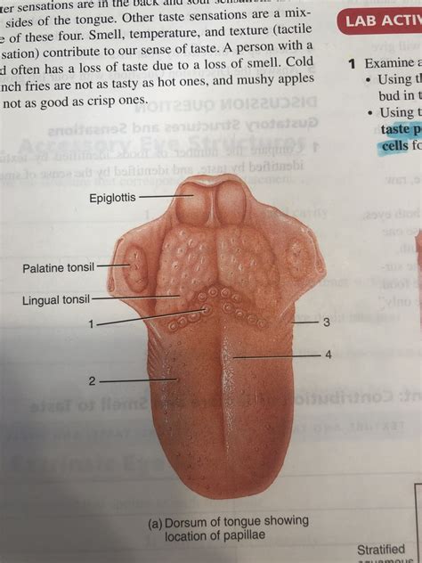 Gustatory Structures Part 1 Diagram Quizlet