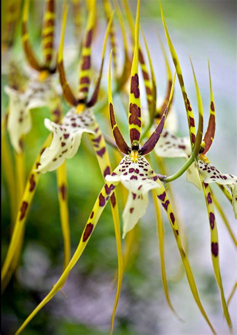 Green Spider Orchid - Medium - Manon Gädke