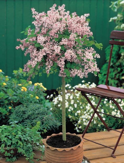 Pink Standard Lilac Tm Dwarf Korean Lilac Tree Dwarf Lilac Tree