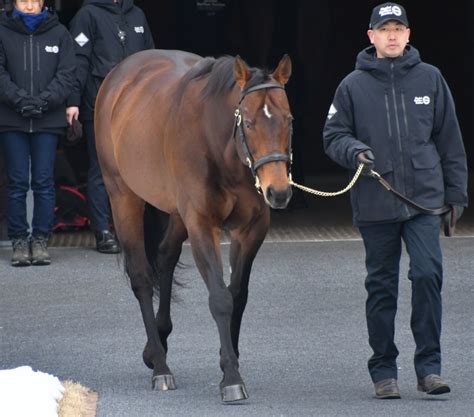 パカパカ工房💉ワクチン4回接種済 On Twitter 【社台スタリオンステーション種牡馬展示会2023】 本日は安平町の社台ssで種牡馬