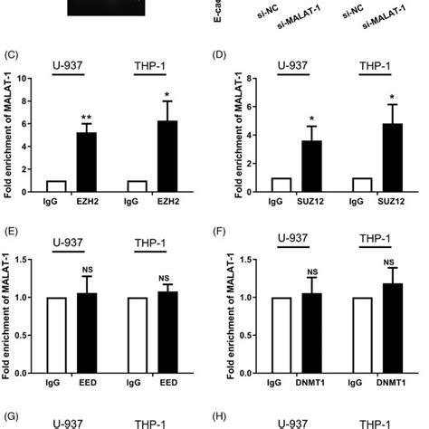 Expression Levels Of Malat‐1 E‐cadherin Ezh2 Suz12 Eed Dnmt1
