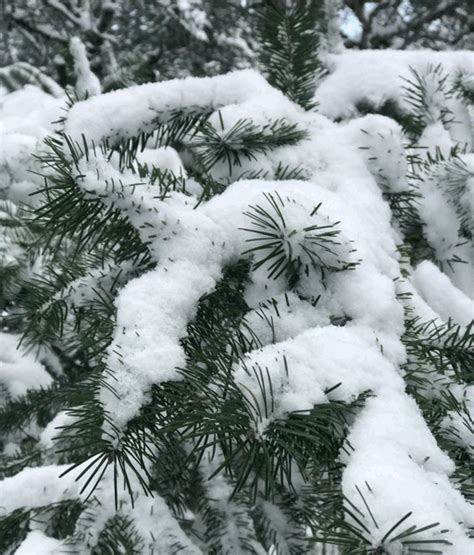 How To Use Portrait Camera On IPhone