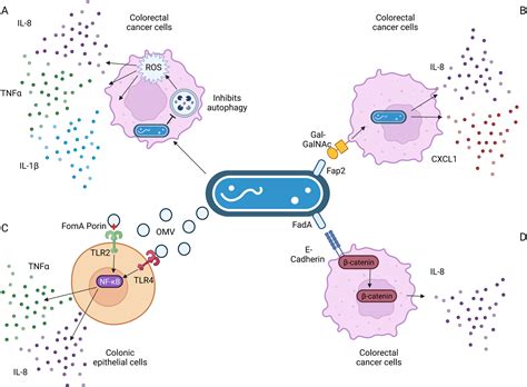 Fusobacterium Nucleatum A Novel Immune Modulator In Breast Cancer Expert Reviews In