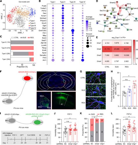 A Thalamic Primary Auditory Cortex Circuit Mediates Resilience To Stress Cell
