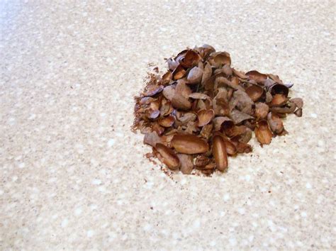 What Type Of Mulch Should You Use Pros And Cons