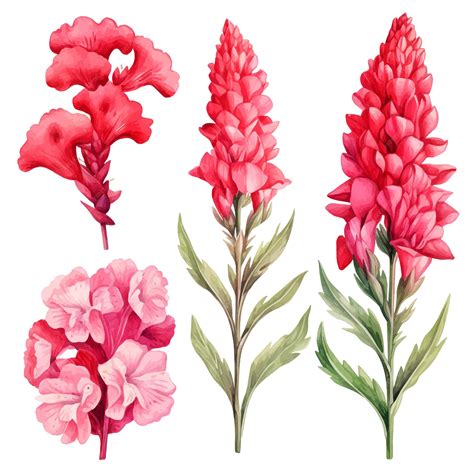 Premium Vector Cockscomb Flower Watercolor Vector Clipart White Background