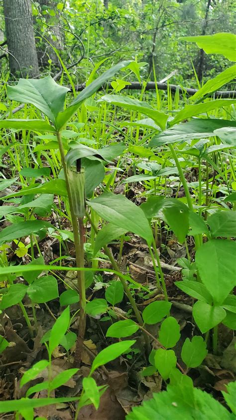 One Of My Favorite Plants To See Every Spring Jack In The Pulpit R
