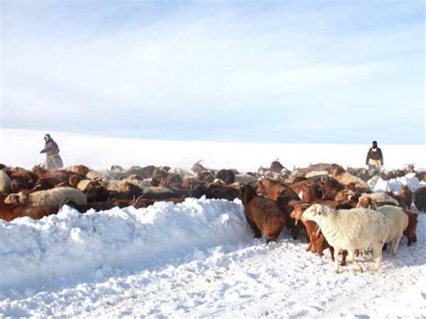Байгаль цаг уурын өөрчлөлтөөс шалтгаалсан сөрөг нөлөөллийг бууруулах тухай хуулийн төслийг