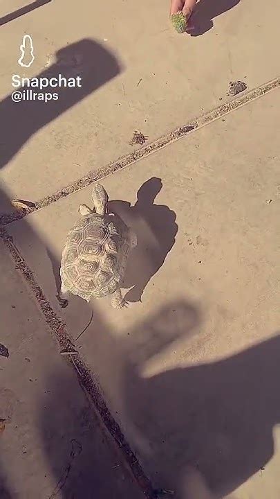 tortoise life tortoise turtle dgaf turtlerace trend trends