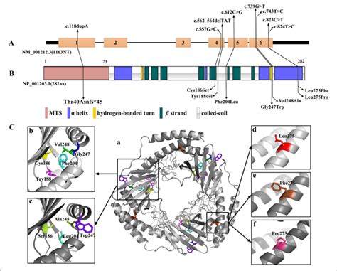 C1qbp Variants In Gene And Protein Structure A Gene Structure With