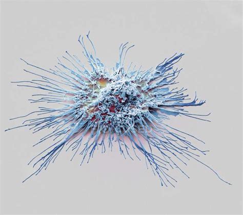 Dendritic Cells Of Immune System Protective Kupffer Cell Stock Photo 161672516