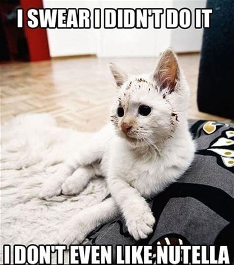 Memes Funny Cat Faces Funny Memes
