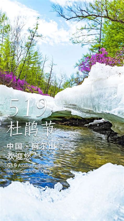 【第十五届阿尔山杜鹃节】花有约，春不负 ！ 演员丁柳元邀您共赴阿尔山杜鹃花海澎湃号·政务澎湃新闻 The Paper