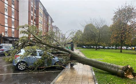 El Temporal Derriba Un árbol En El Parque De Versalles El Comercio