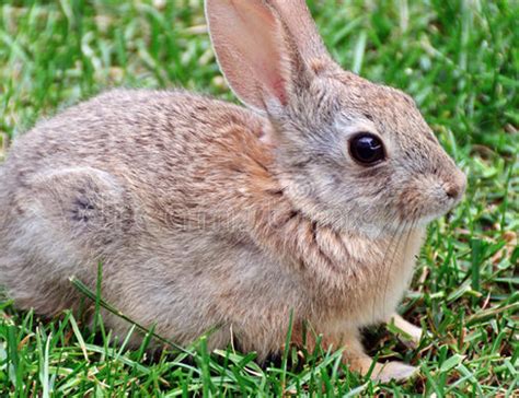 Its A Ghastly Time To Be A Bunny In New Zealand Psychology Today