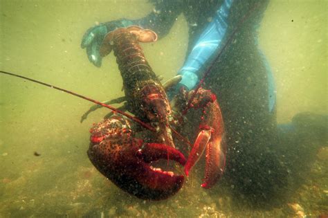 Plan to ban boiling crabs and lobsters alive is being considered by government