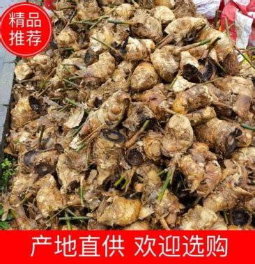 竹苗批发 麻竹苗 竹头苗 竹兜苗英德麻竹笋之乡麻笋苗价格2 70元 棵 一亩田