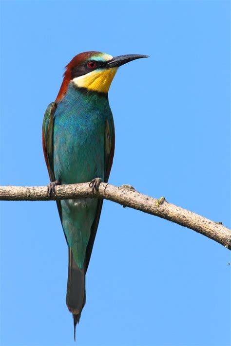 Bee Eater Birdforum