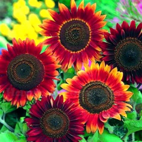 Хелиантус (Слънчоглед) червен/ Helianthus annus – Биогардн Магазин за ...