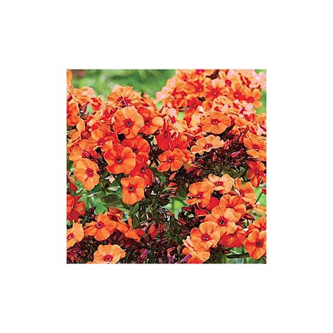 Phlox Paniculata Orange Vaso 9
