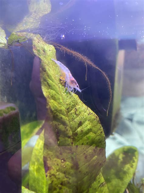 First Pregnant Shrimp In My Tank Since Shes An Amano I Dont Think I